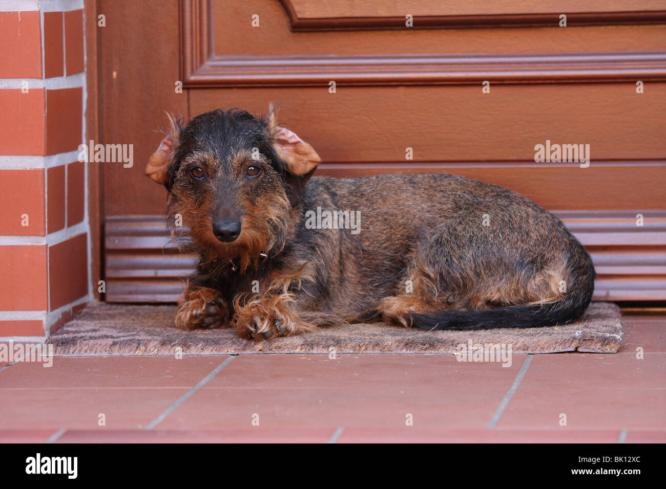 Teckel funny hi-res stock photography and images - Alamy