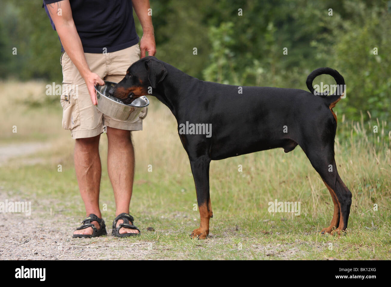 Doberman and person hi-res stock photography and images - Alamy