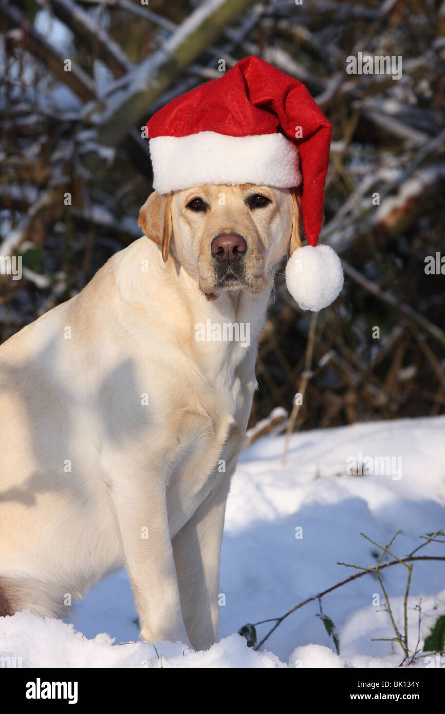 Labrador snow santa hat hi-res stock photography and images - Alamy