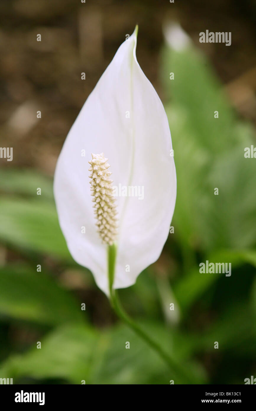 Lily white detail Spathe flower, Spatiphyllum Waliisii background Stock ...