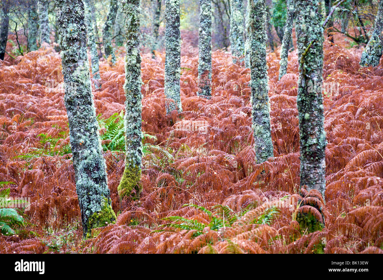 Scotland scenic hi-res stock photography and images - Alamy