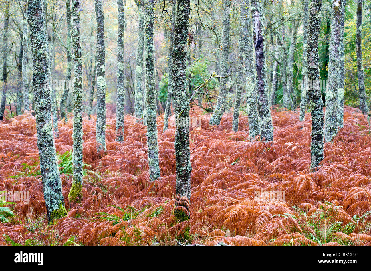 Scotland forest moss hi-res stock photography and images - Alamy