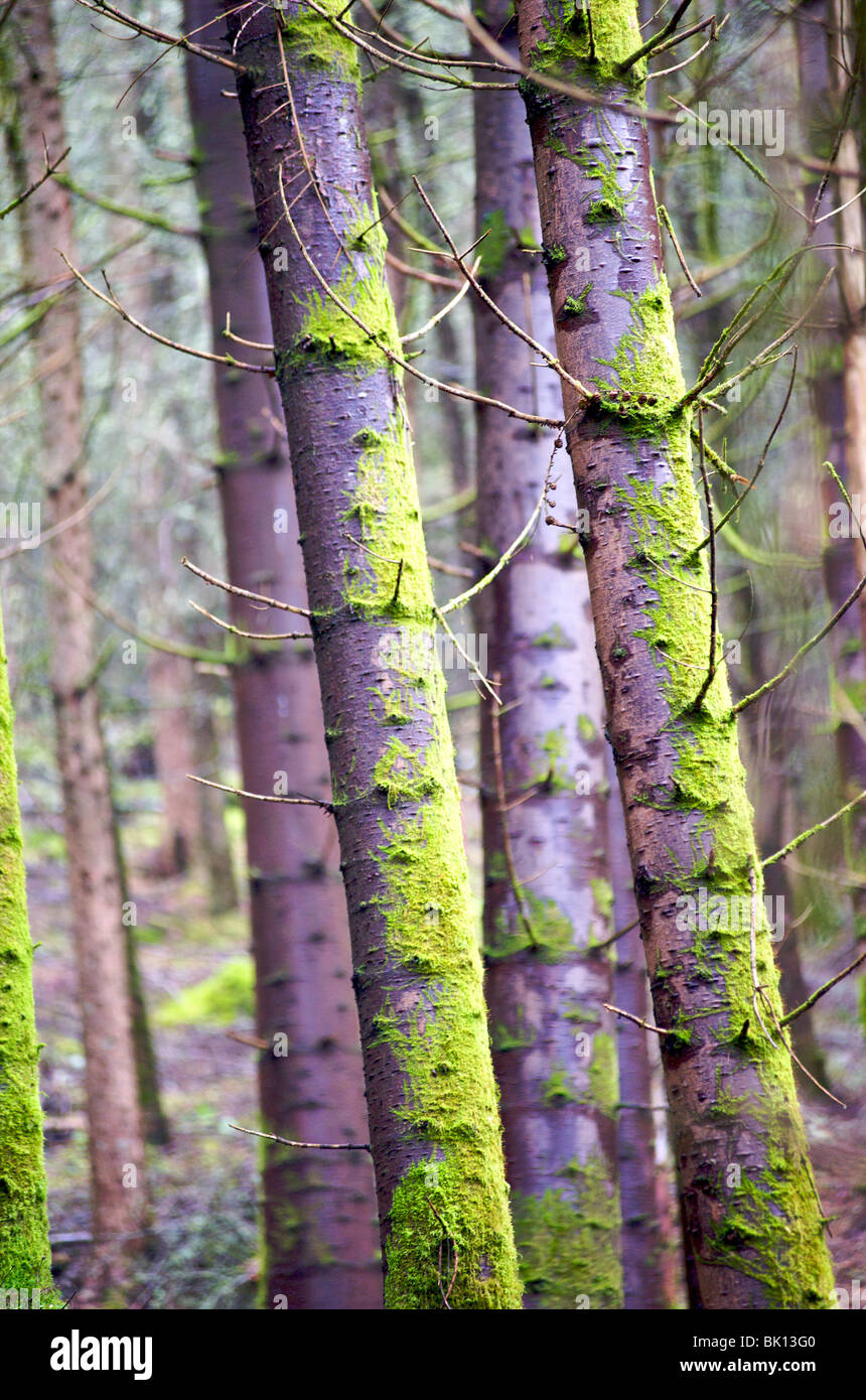 Scotland forest moss hi-res stock photography and images - Alamy