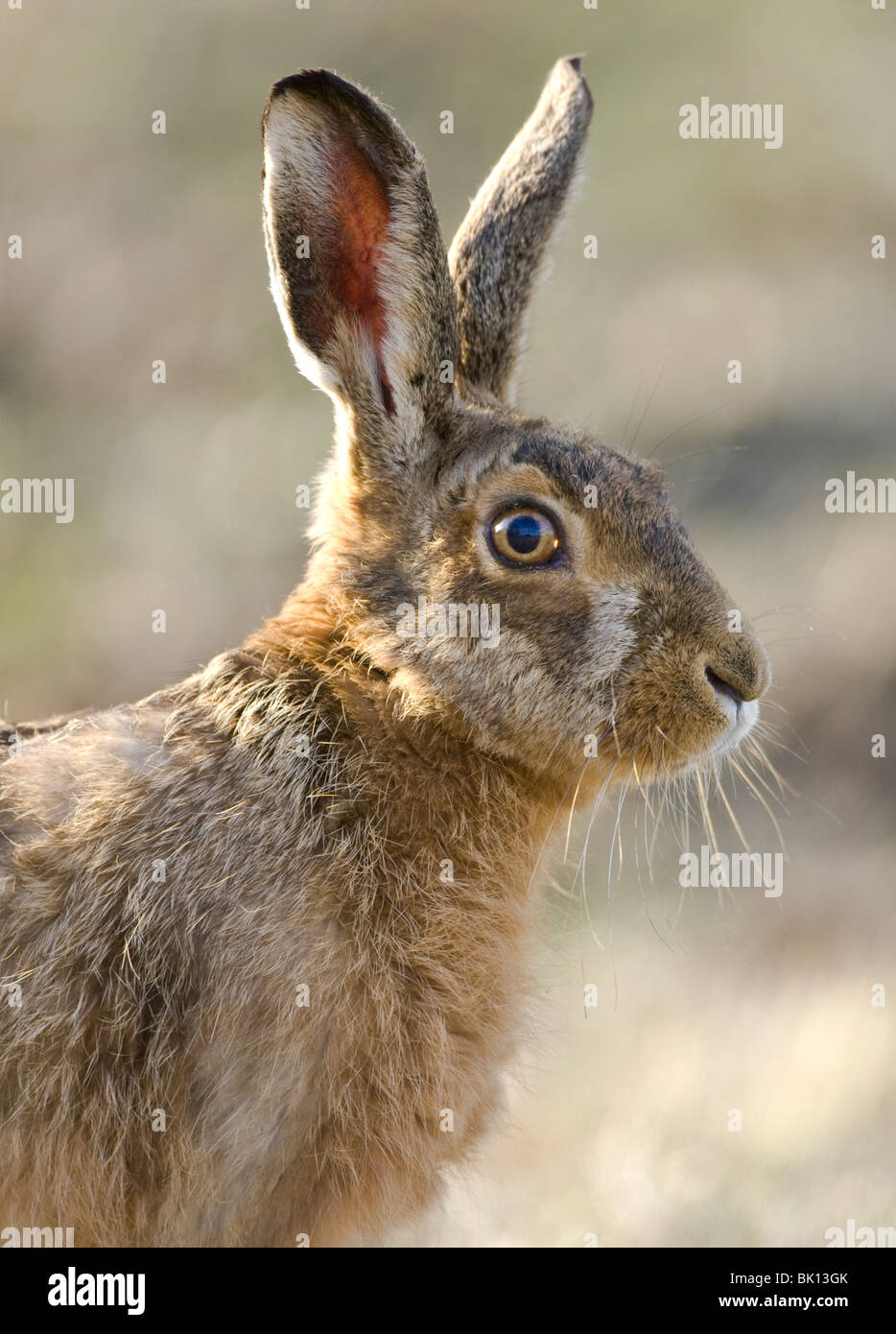 Brown Hare close up of head and big ears Oxfordshire March Stock Photo ...