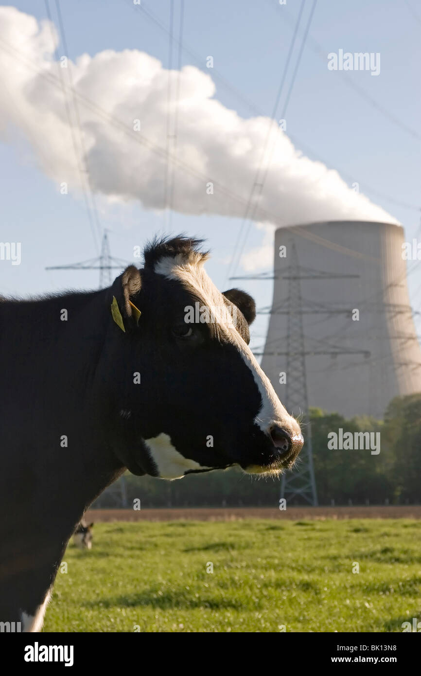 Cow with smoking cool tower and blue sky Stock Photo - Alamy