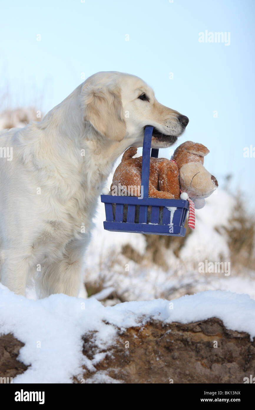 Golden Retriever with basket Stock Photo - Alamy