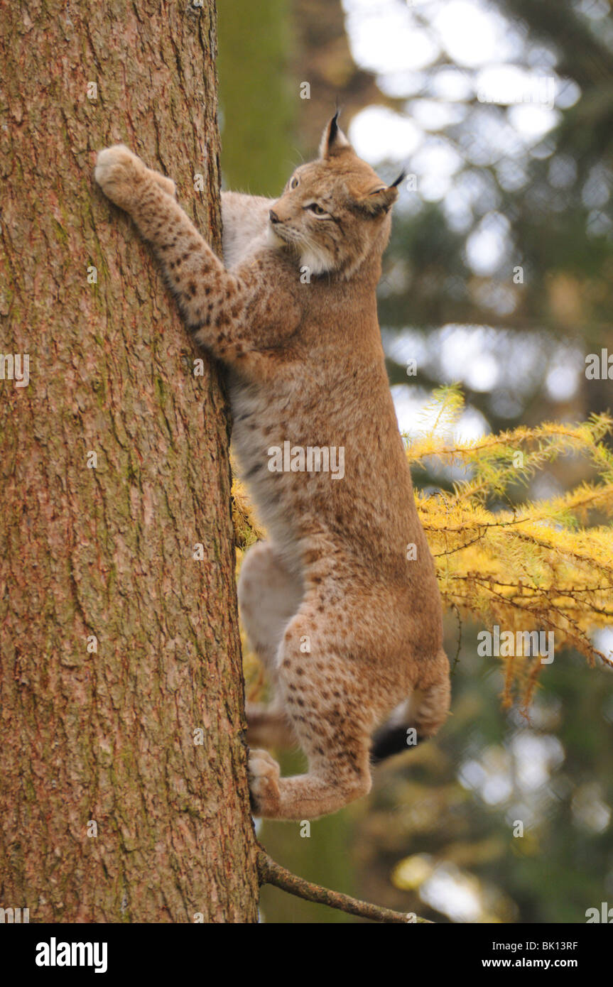Eurasian lynx lynx lynx climbing hi-res stock photography and images ...