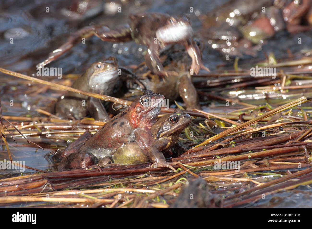 British frogs hi-res stock photography and images - Alamy