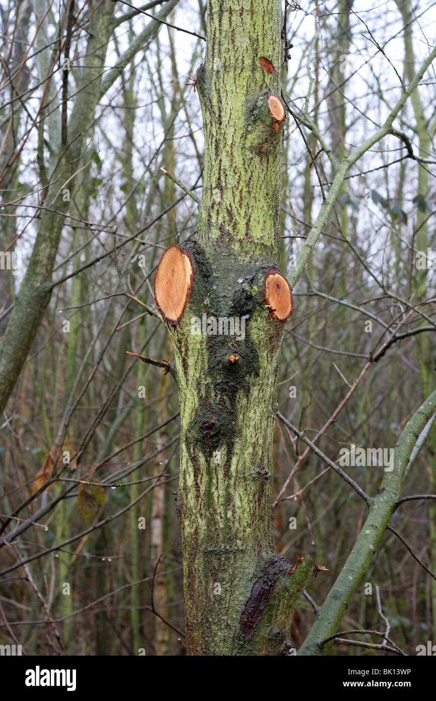 Trunk of tree, Belgium Stock Photo - Alamy