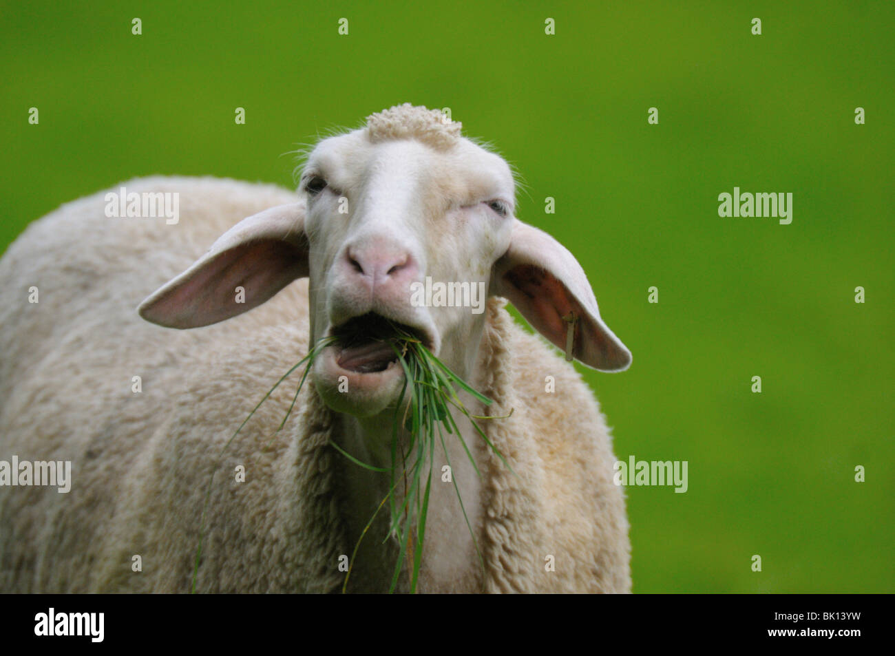 Sheep eating plant hi-res stock photography and images - Alamy