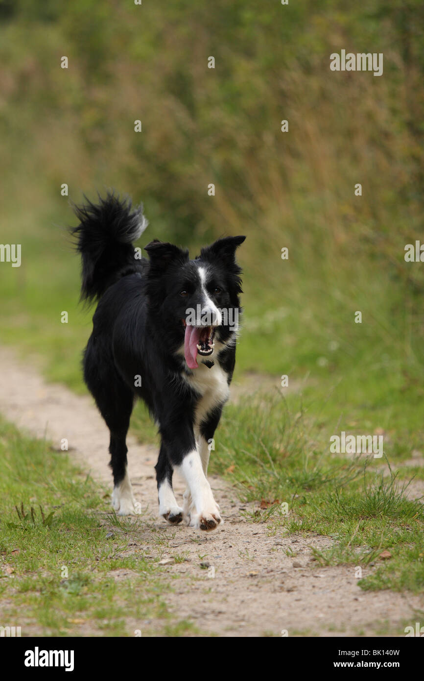 walking Border Collie Stock Photo - Alamy