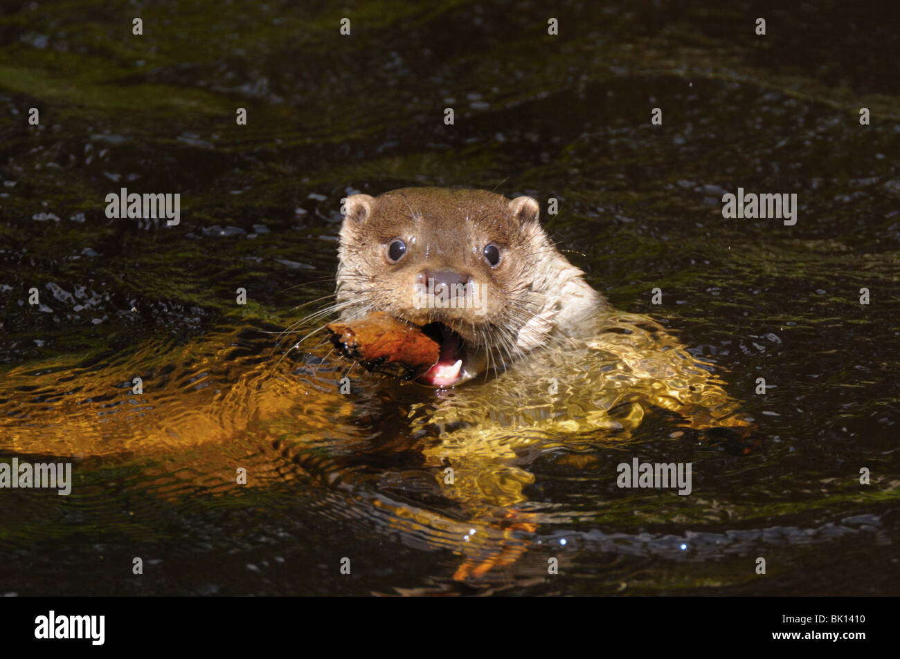Otter behaviour hi-res stock photography and images - Alamy