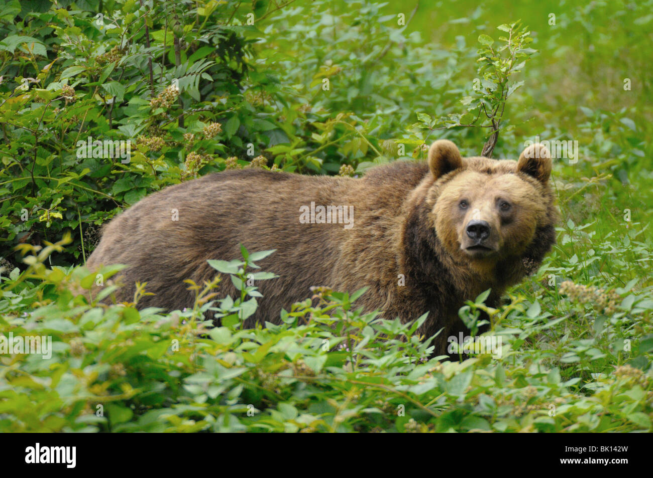 european brown bear Stock Photo - Alamy