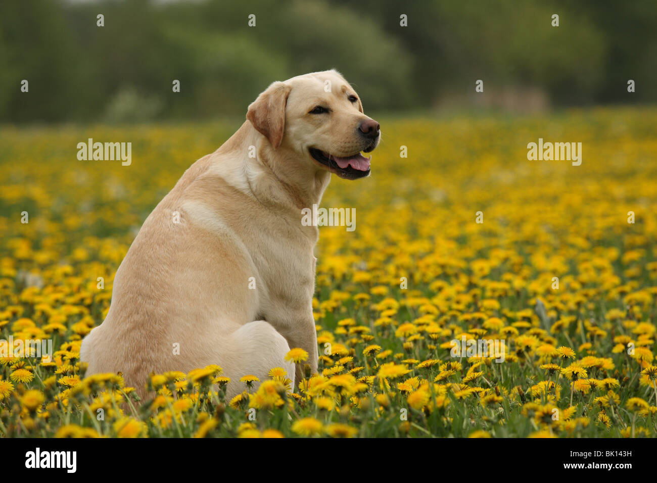 blonde Labrador Retriever Stock Photo - Alamy
