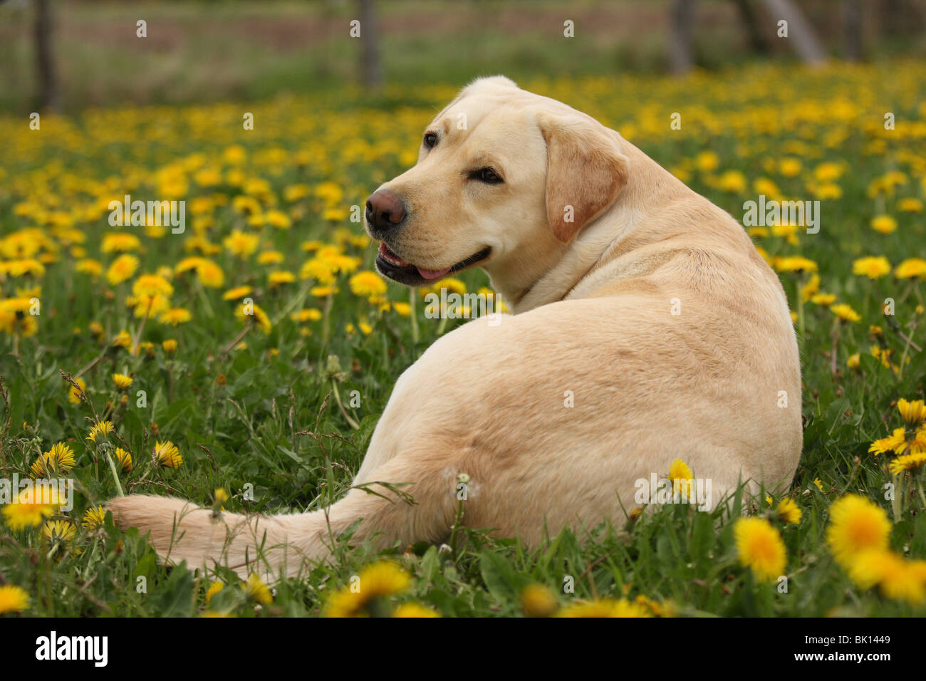 blonde Labrador Retriever Stock Photo, Royalty Free Image: 28914041 - Alamy