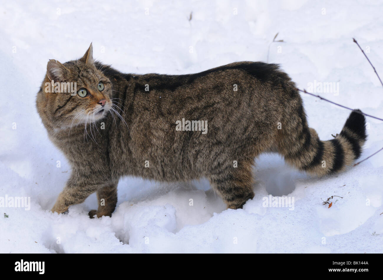 Wildcat with prey snow hi-res stock photography and images - Alamy