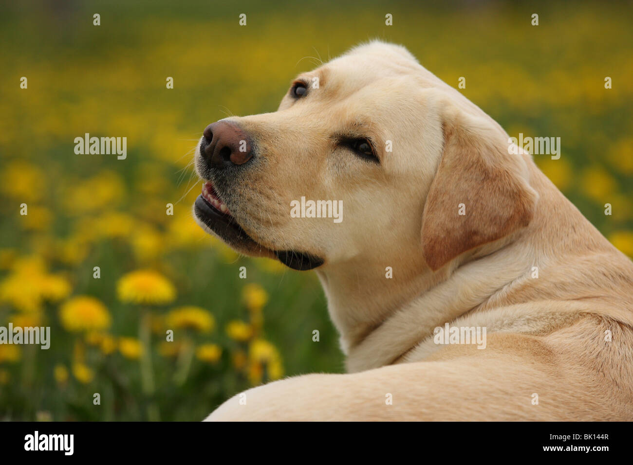 blonde Labrador Retriever Stock Photo - Alamy