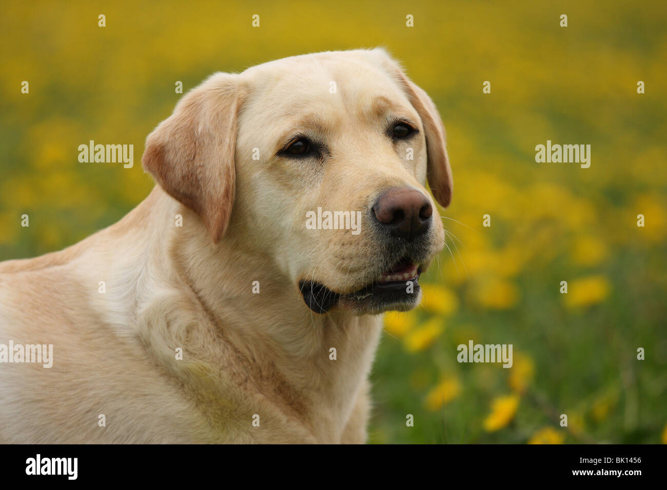 blonde Labrador Retriever Stock Photo - Alamy