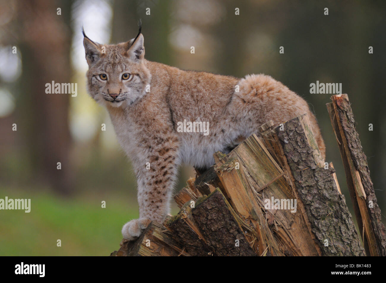 Eurasian lynx lynx lynx climbing hi-res stock photography and images ...