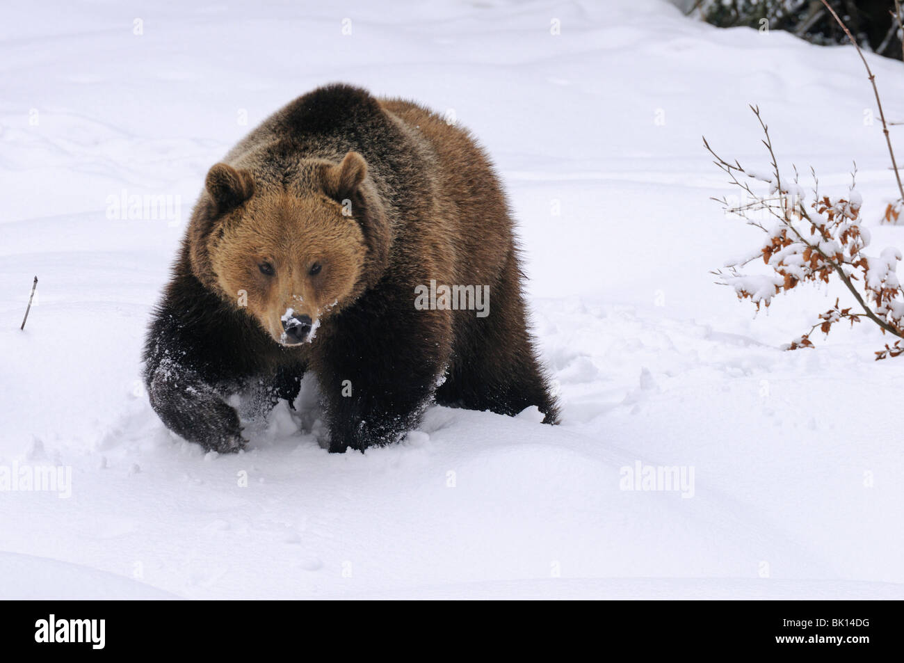 european brown bear Stock Photo - Alamy