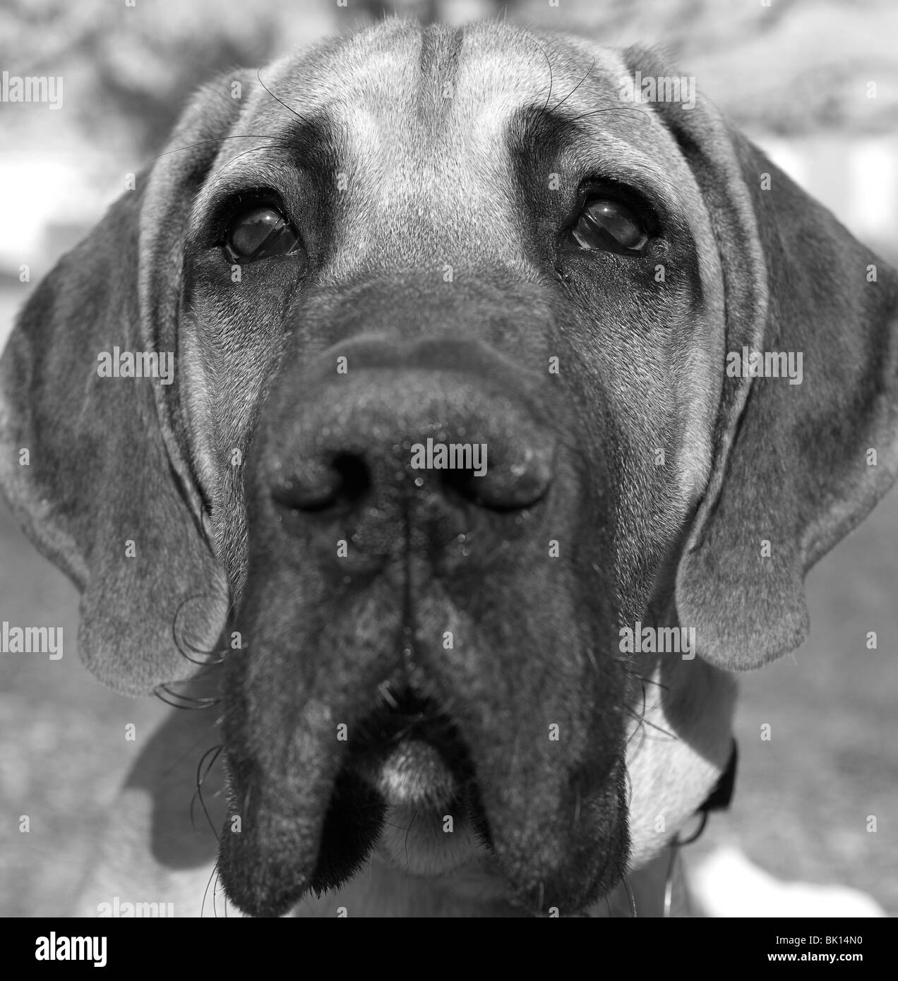 Fawn great dane hi-res stock photography and images - Alamy