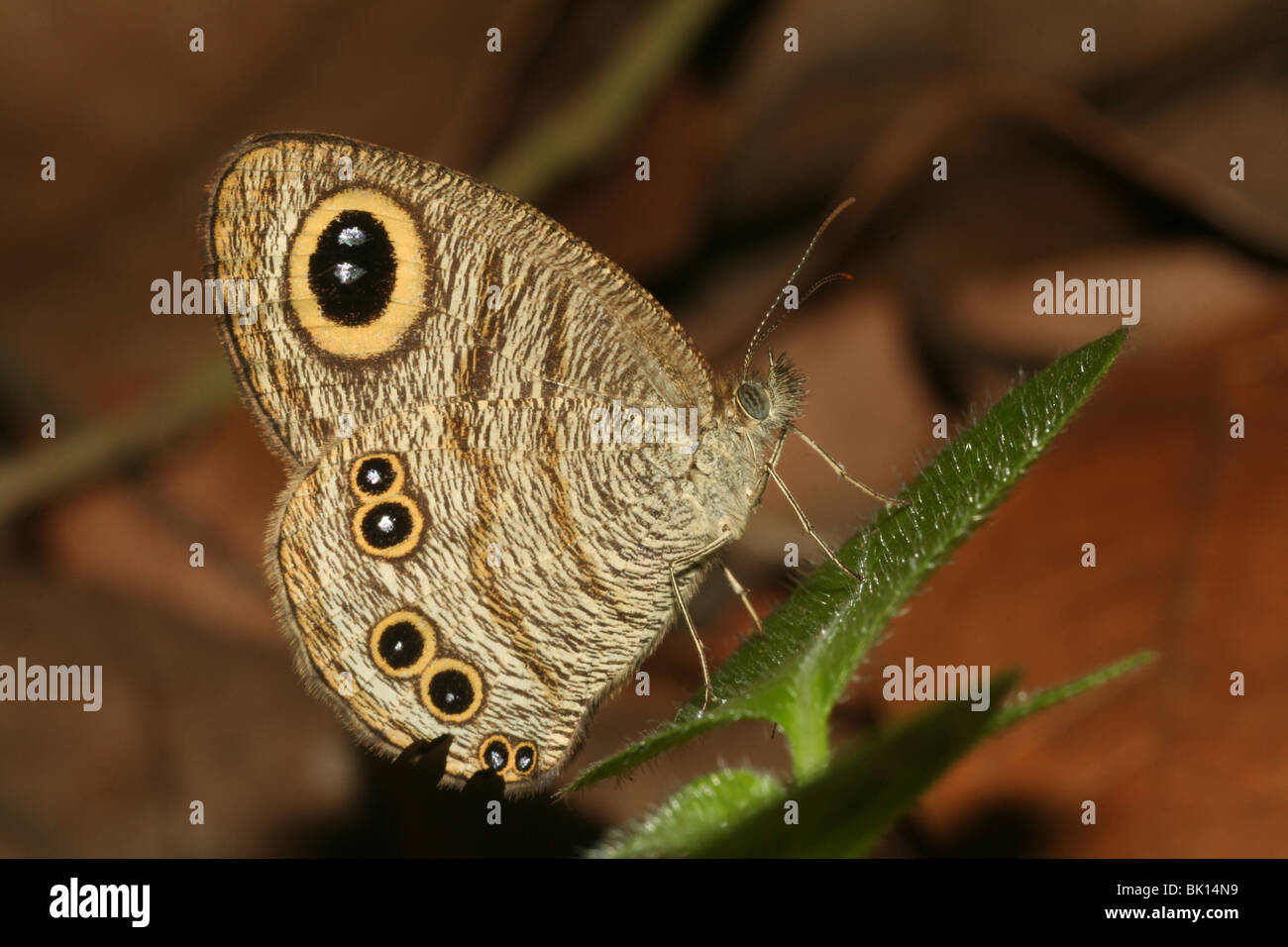 Common Five Ring Butterfly Stock Photo - Alamy