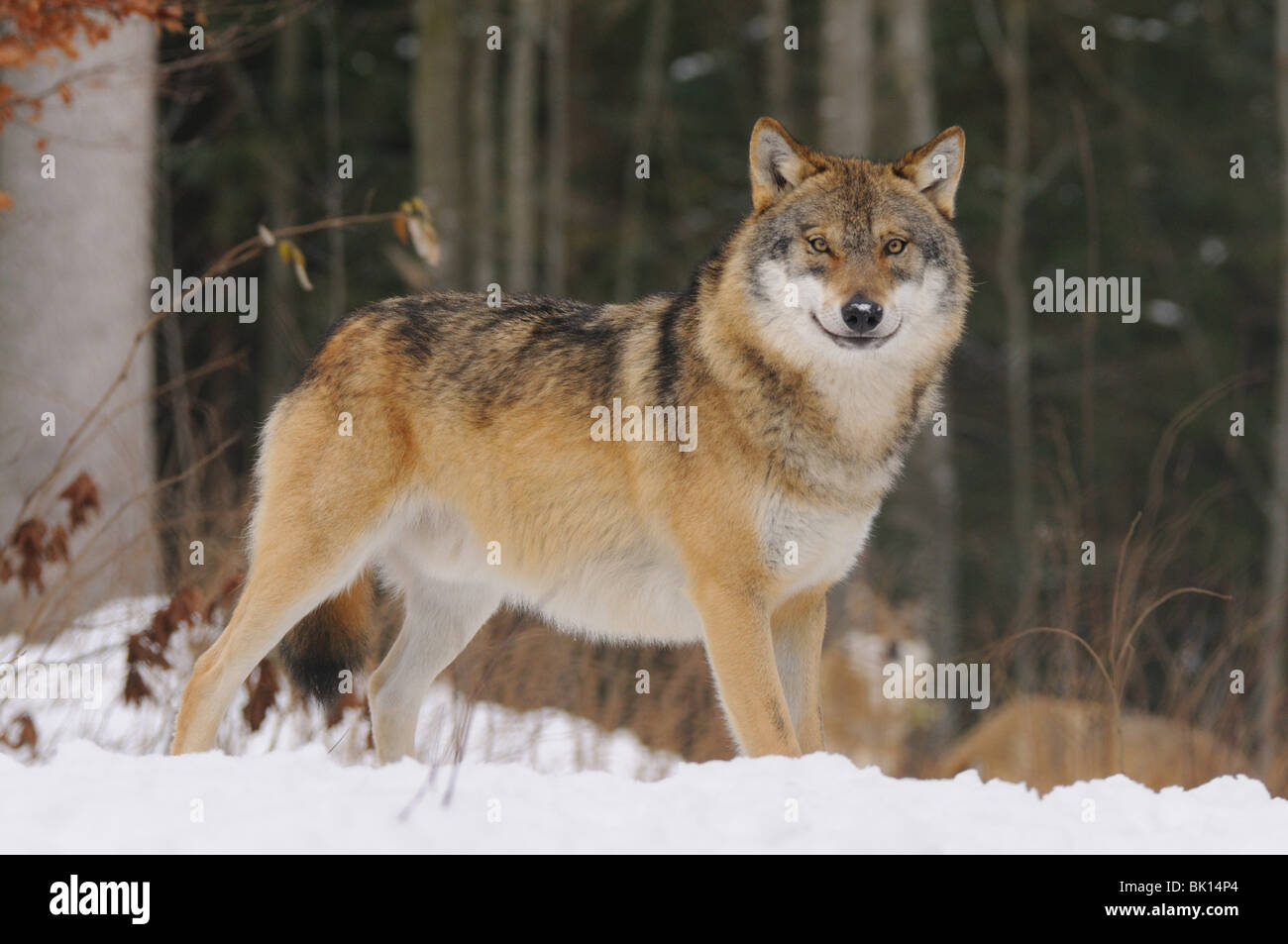 Greywolf greywolves hi-res stock photography and images - Alamy
