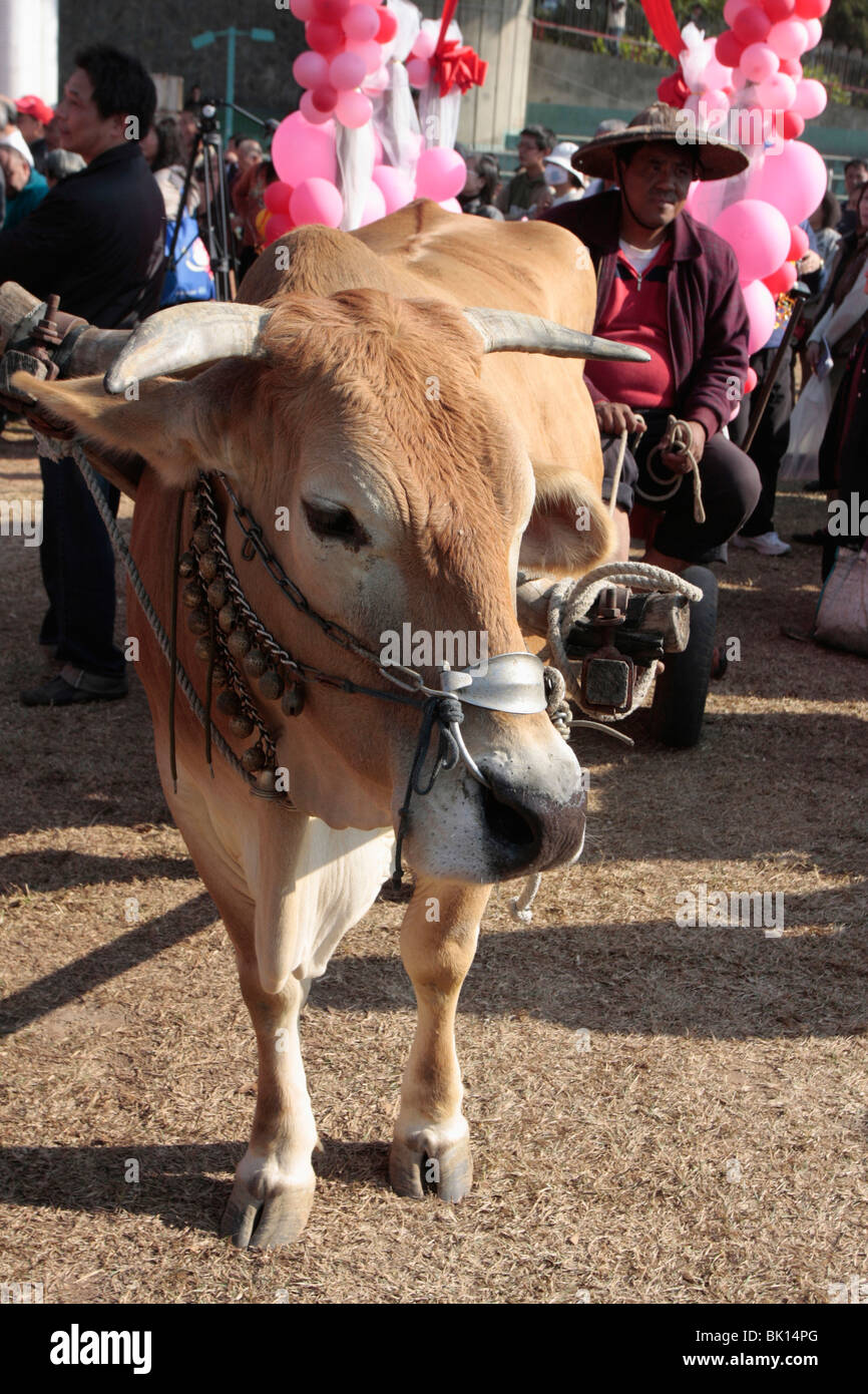Cow carriage shows for the celebration of Chinese New Year Stock Photo ...