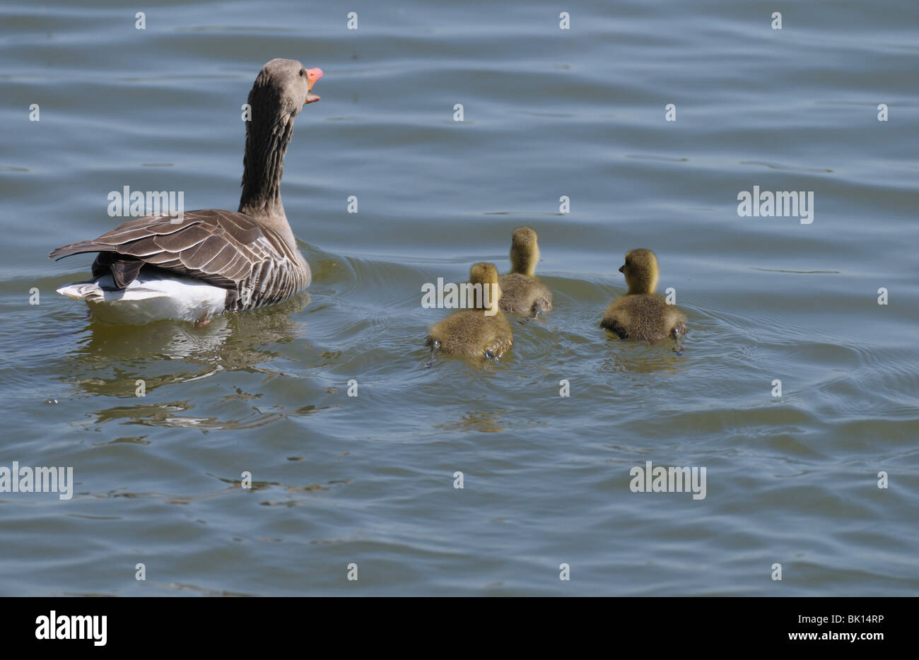 Juvenile geese hi-res stock photography and images - Alamy