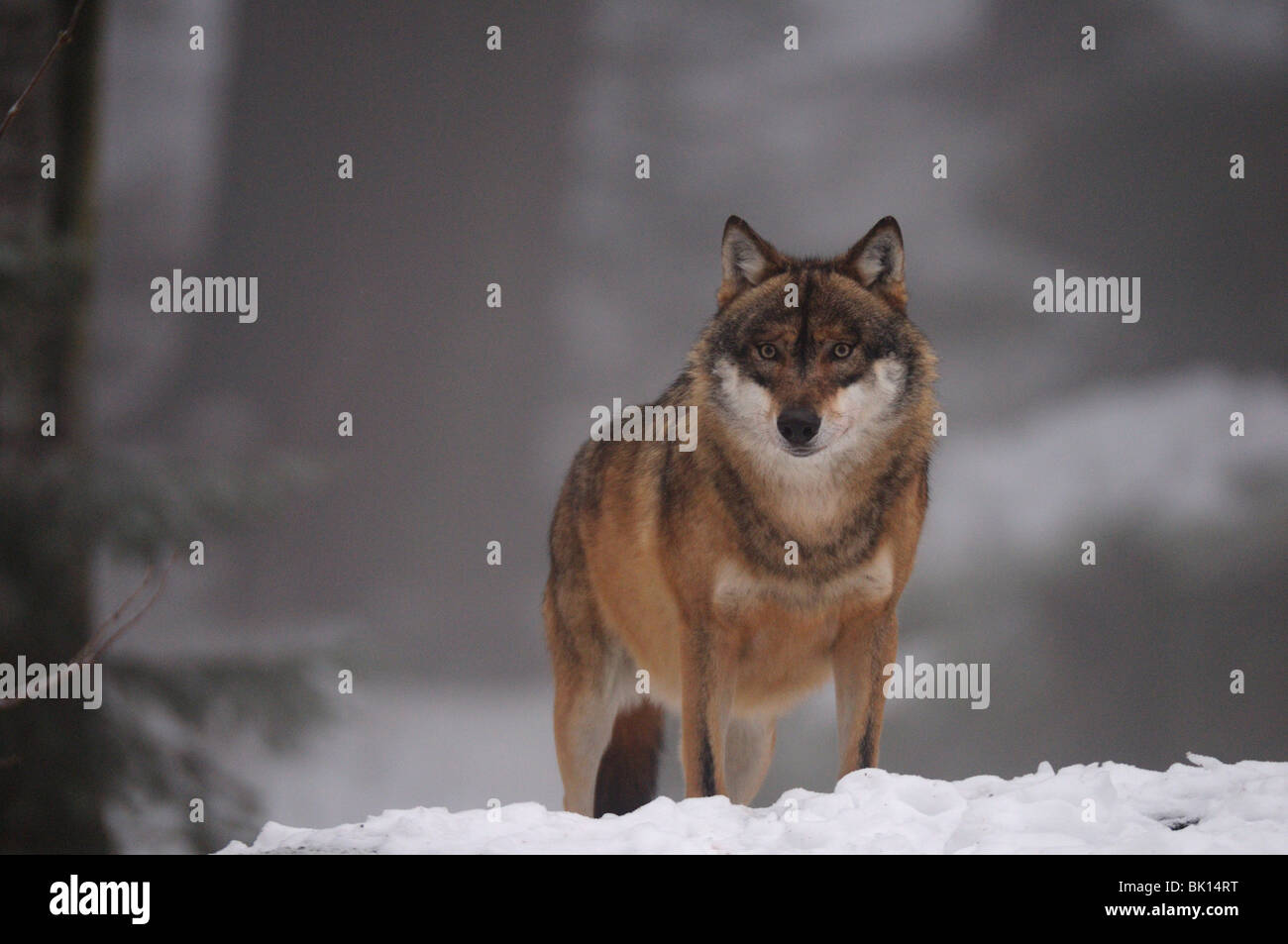 Greywolf greywolves hi-res stock photography and images - Alamy