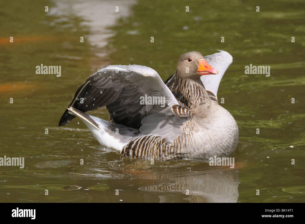 swimming greylag goose Stock Photo - Alamy