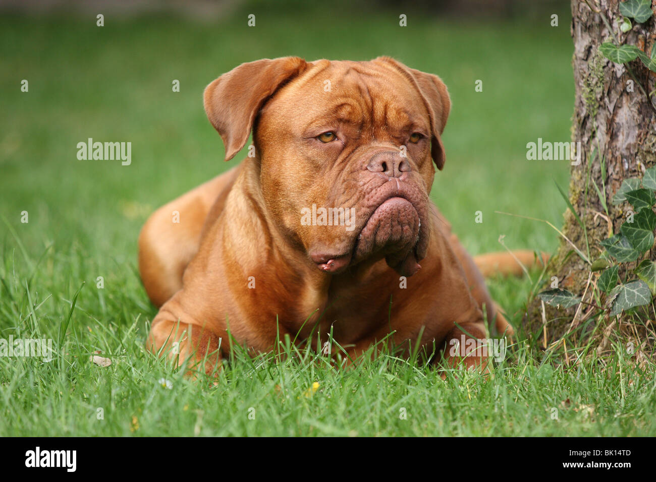 Tree of mastiff hi-res stock photography and images - Alamy