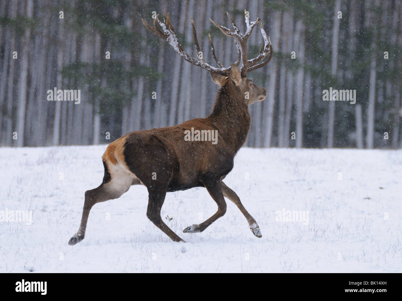 Red deer walking snow hi-res stock photography and images - Alamy