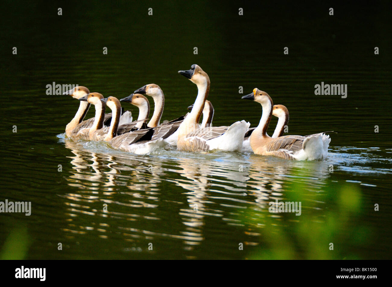 Knob Geese High Resolution Stock Photography and Images - Alamy