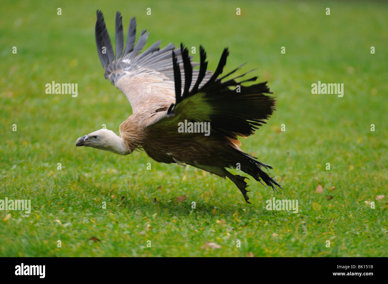 Raptor griffon hi-res stock photography and images - Alamy