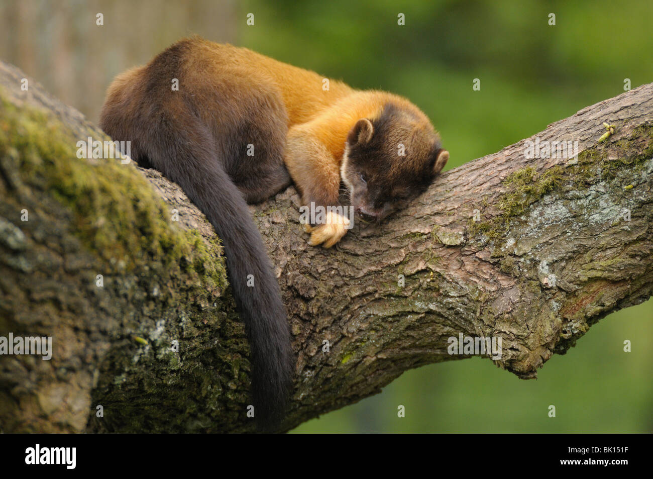 Sleeping marten hi-res stock photography and images - Alamy