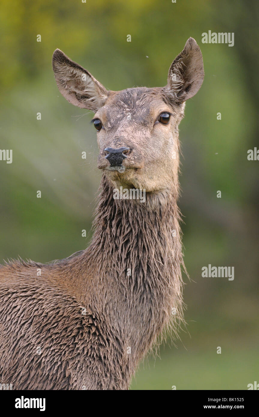 Sludgy hi-res stock photography and images - Alamy