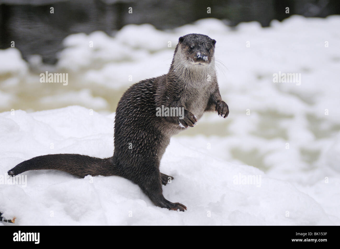 Otter behaviour hi-res stock photography and images - Alamy