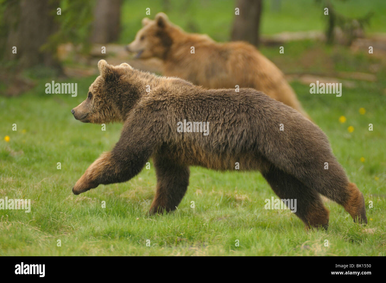 european brown bears Stock Photo - Alamy