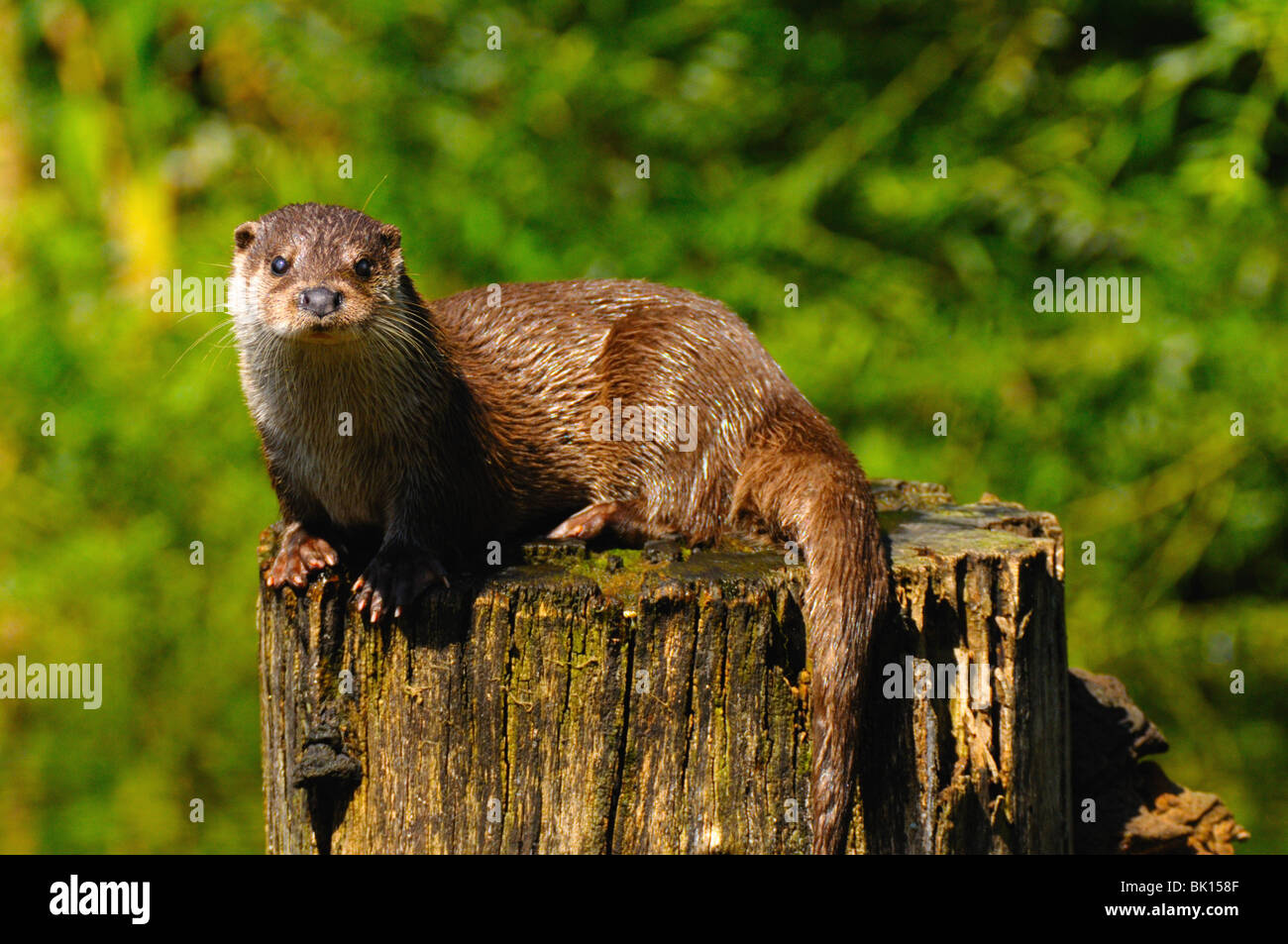 European otter standing hi-res stock photography and images - Alamy