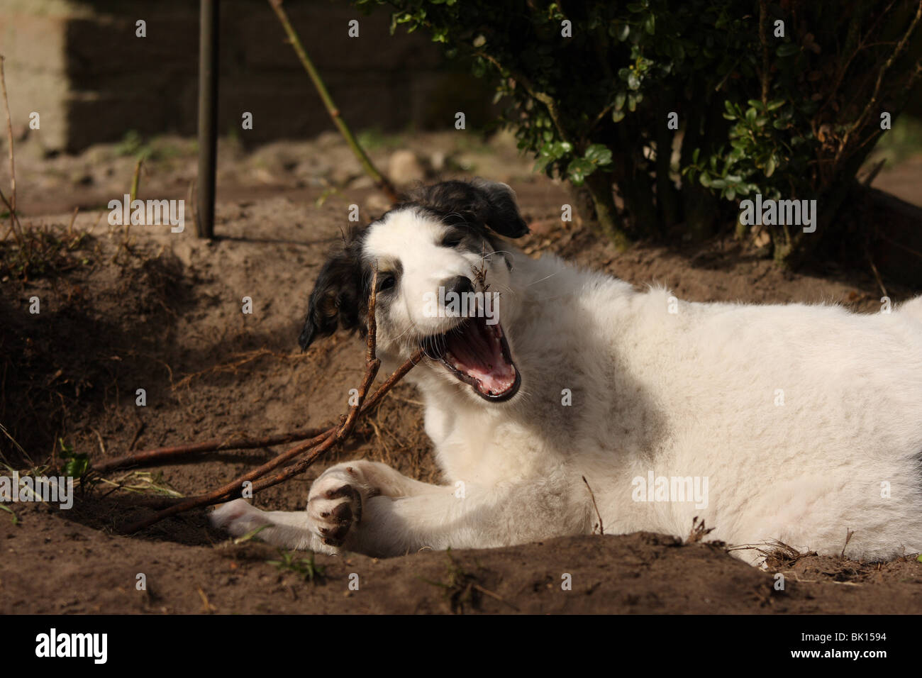 Borzoi puppy hi-res stock photography and images - Alamy