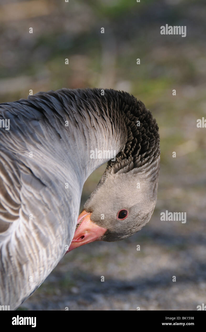 Side profile of a goose hi-res stock photography and images - Alamy