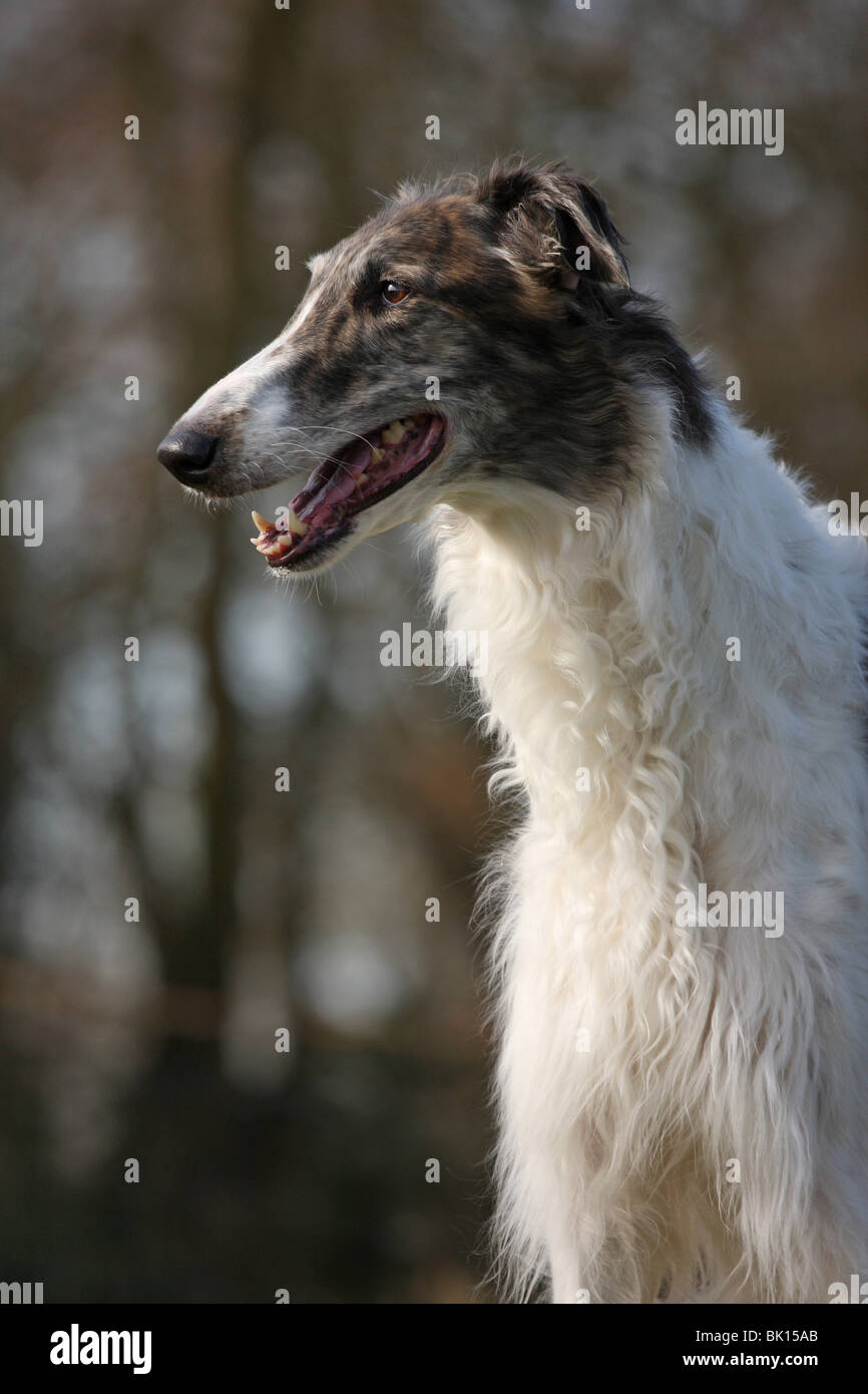 Portrait borzoi side view hi-res stock photography and images - Alamy
