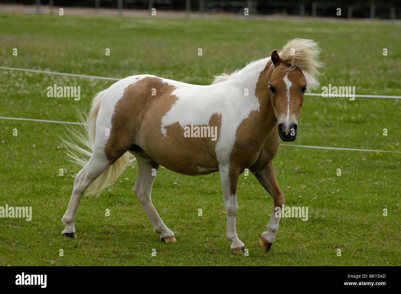 American Miniature Horse Stock Photo - Alamy