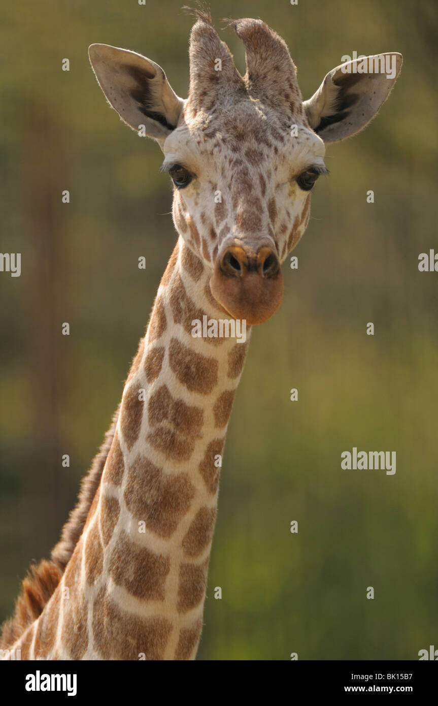 Portraits giraffes hi-res stock photography and images - Alamy