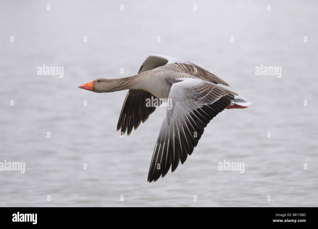flying greylag goose Stock Photo - Alamy