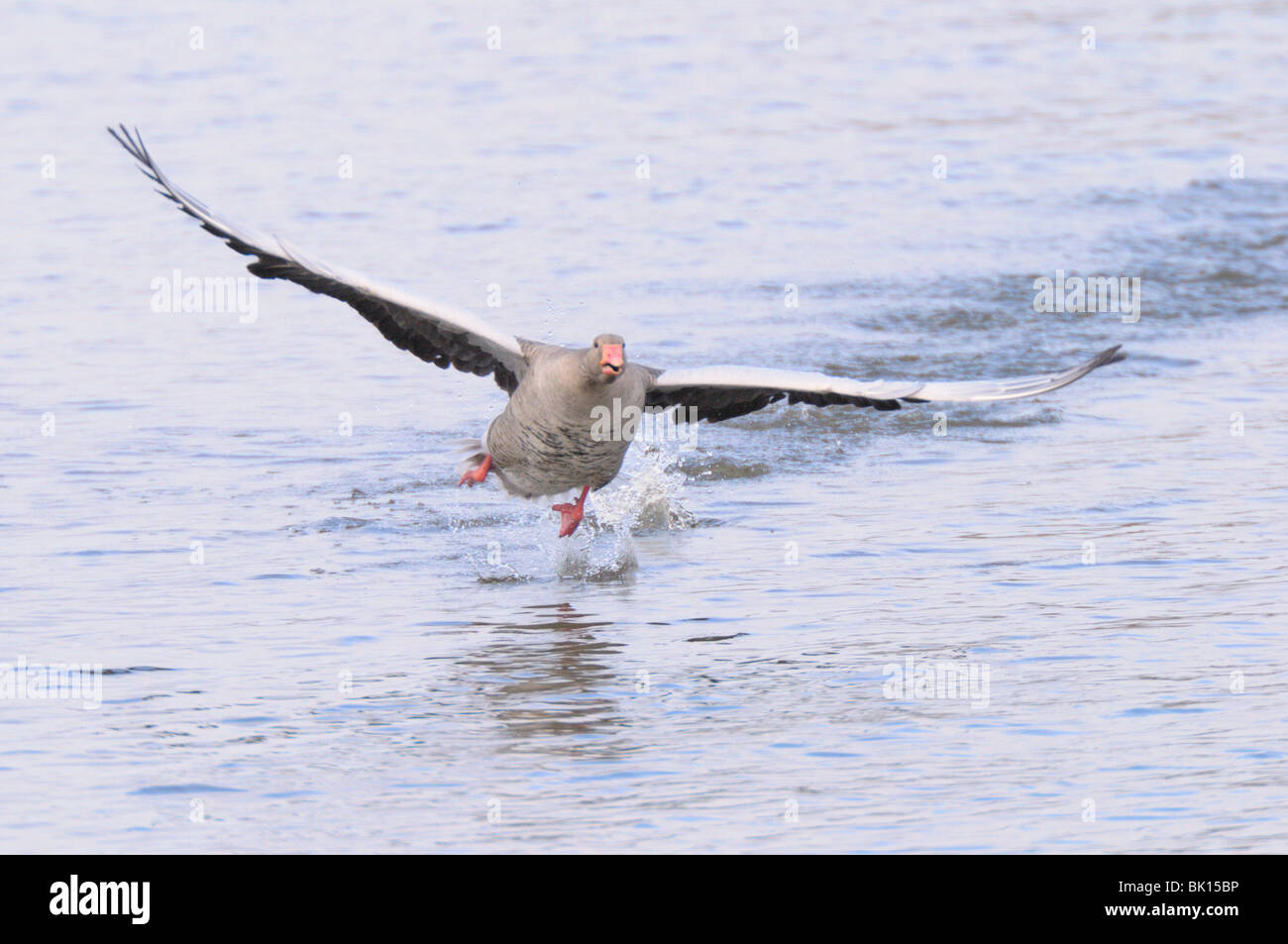 flying greylag goose Stock Photo - Alamy