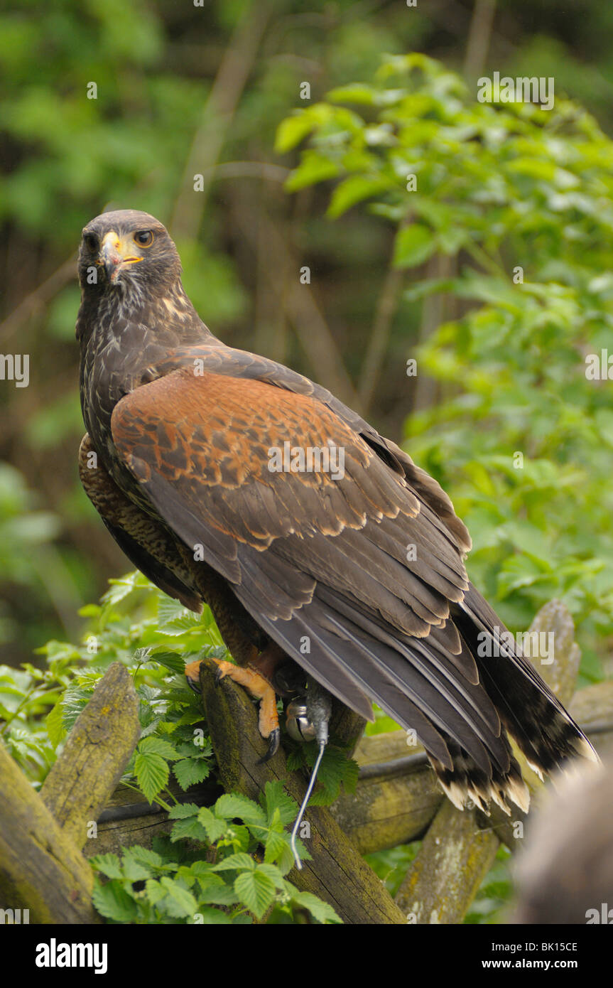 Harris hawk size hi-res stock photography and images - Alamy