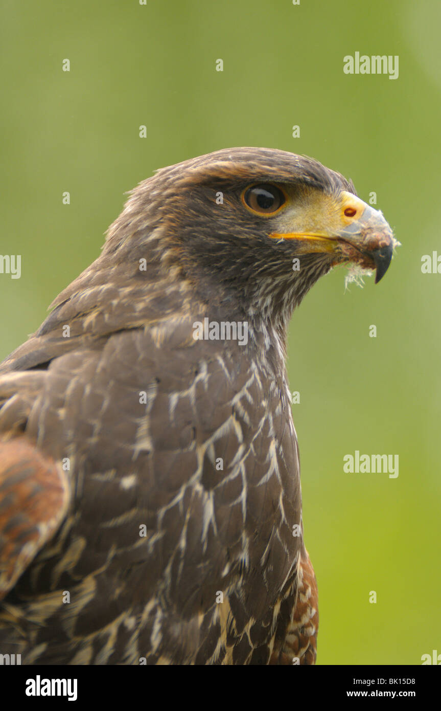 Profile portrait of harris hawk hi-res stock photography and images - Alamy