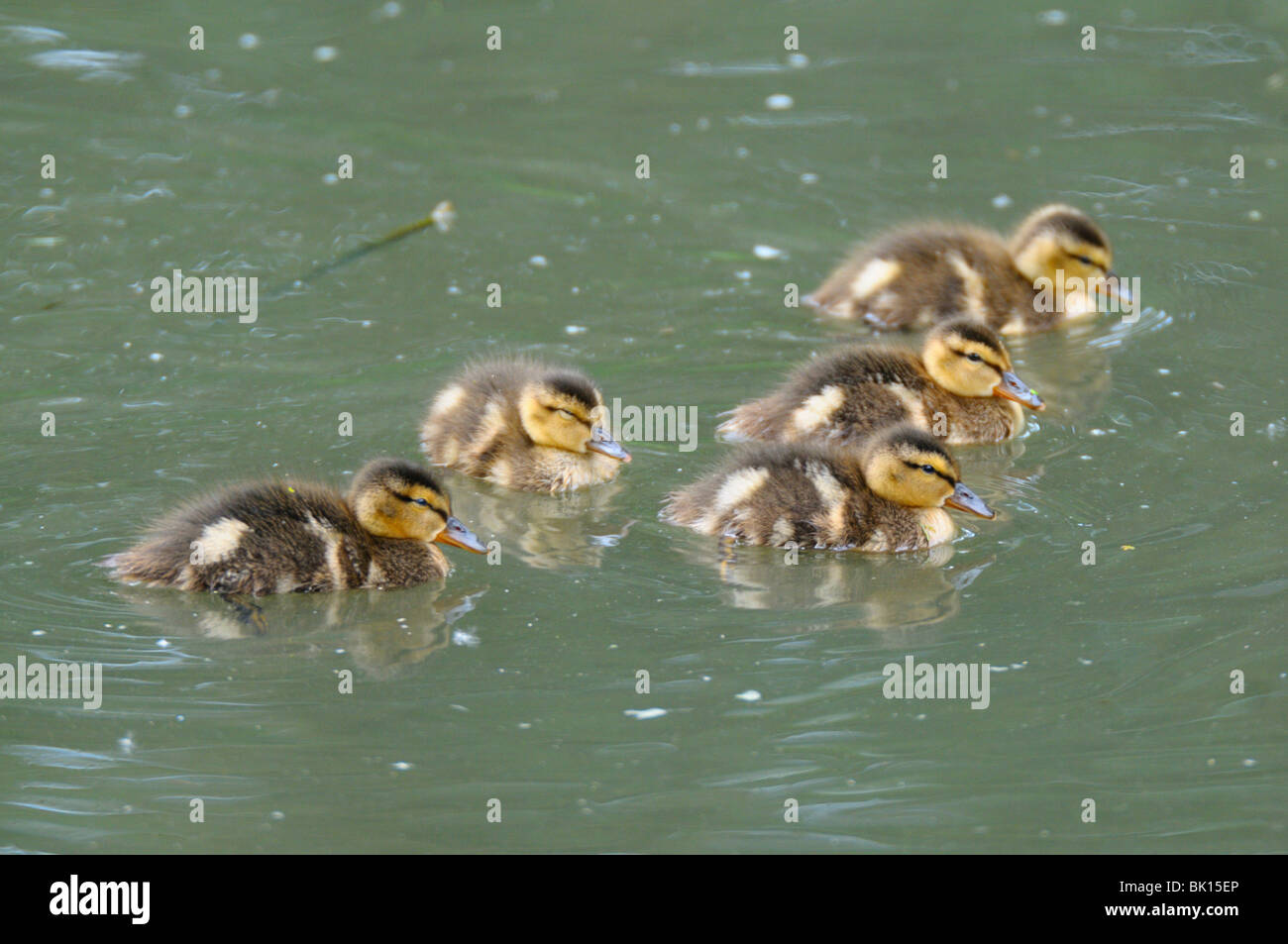 Five mallards hi-res stock photography and images - Alamy